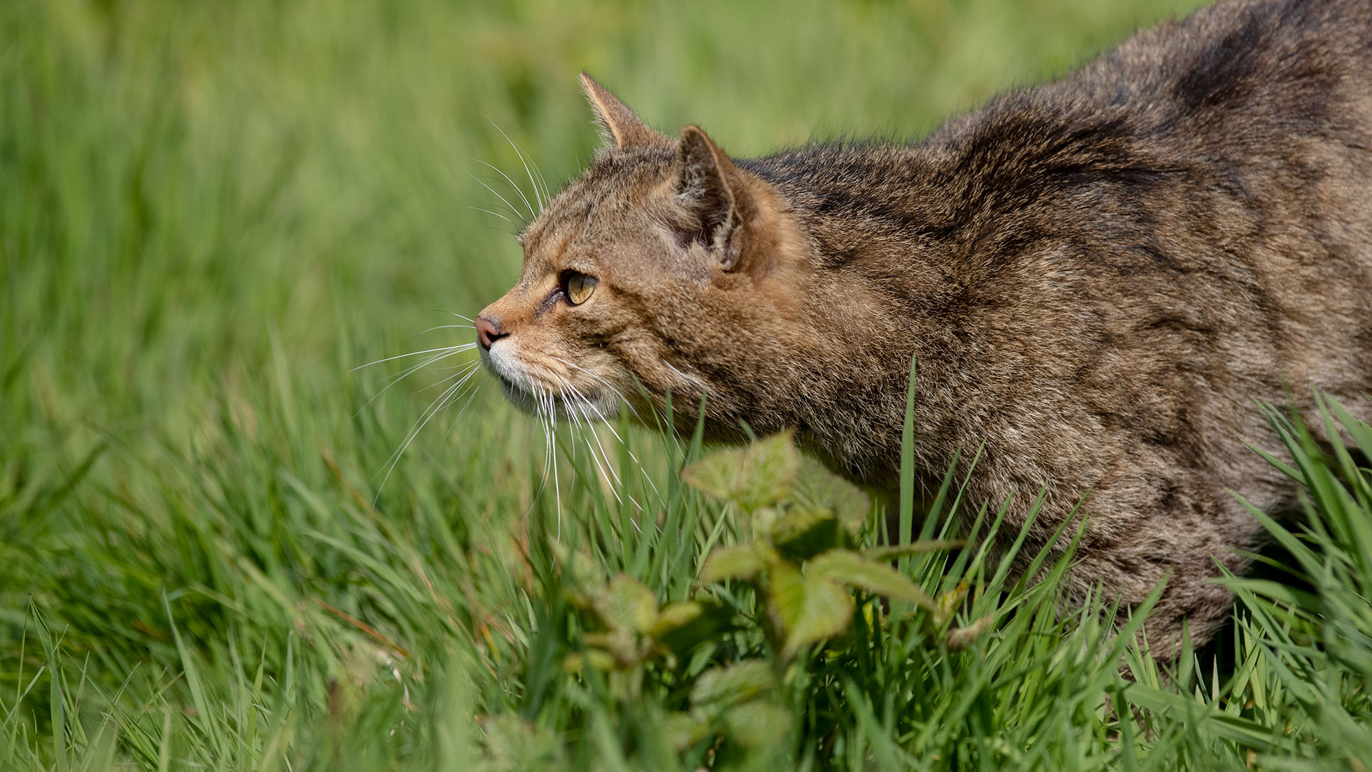 Scottish Wildcat | Naomi Stolow Photography (Wildlife & Nature)