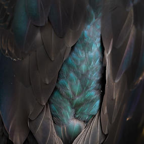 Feathers Close Up | Naomi Stolow | Nature Photographer