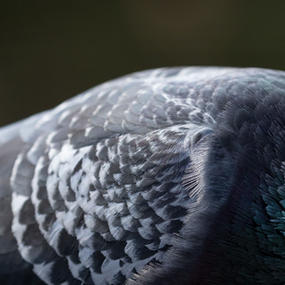 Feathers Close Up | Naomi Stolow | Nature Photographer