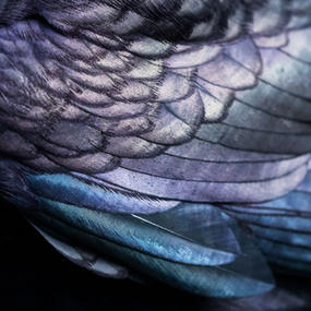 Feathers Close Up | Naomi Stolow | Nature Photographer