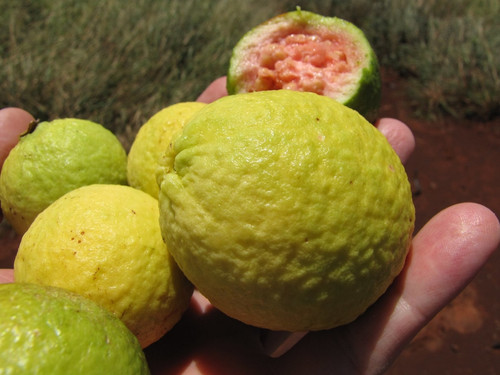 Rote Guave - Frische Samen - Psidium Guajava | nicks-asianshop.com