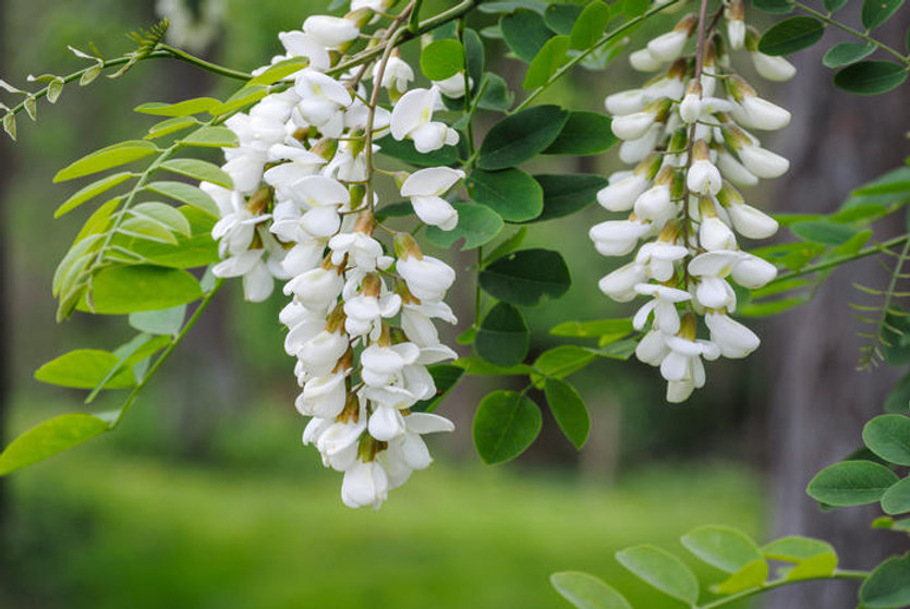 Robinie - Robinia pseudoacacia | nicks-asianshop.com
