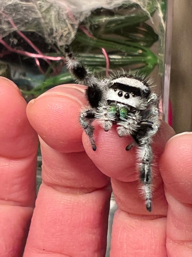 Phidippus regius juvenile female | Haus of Regal
