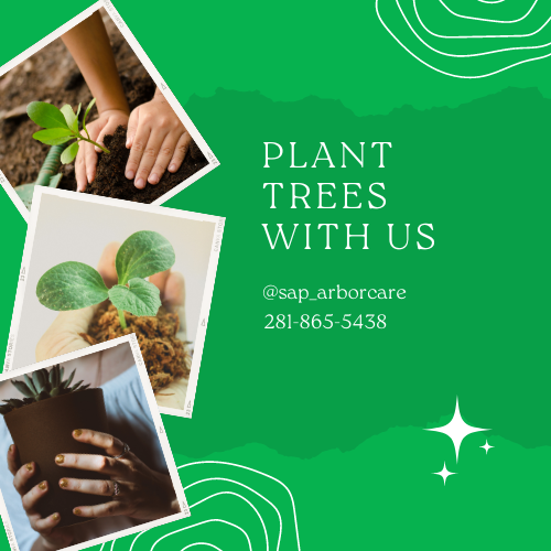 The Benefits of Planting Trees to Save Energy and Money