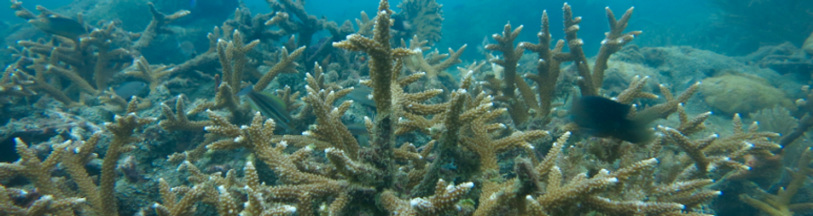 Coral Nursery | ERIC Tobago