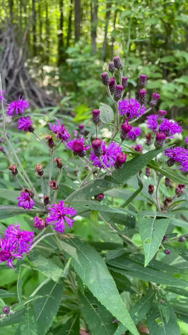 Discover the Beauty! Native Plant Spotlight: Ironweed (Vernonia ...
