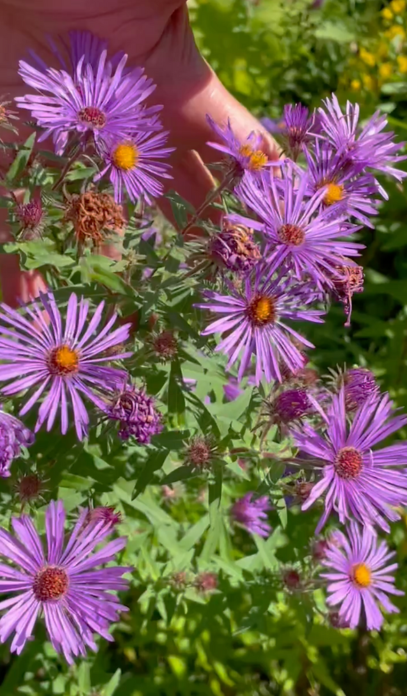 Native Plant Spotlight: Why Aster Flowers are Perfect for the Fall 🌸🍁