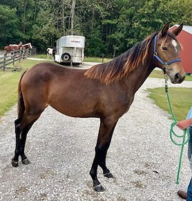 Babies for Sale - Ripley's Speed Racking Horse Farm | Find Your Perfect ...