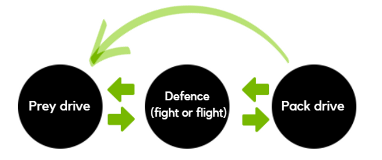 Understanding your dog's drives