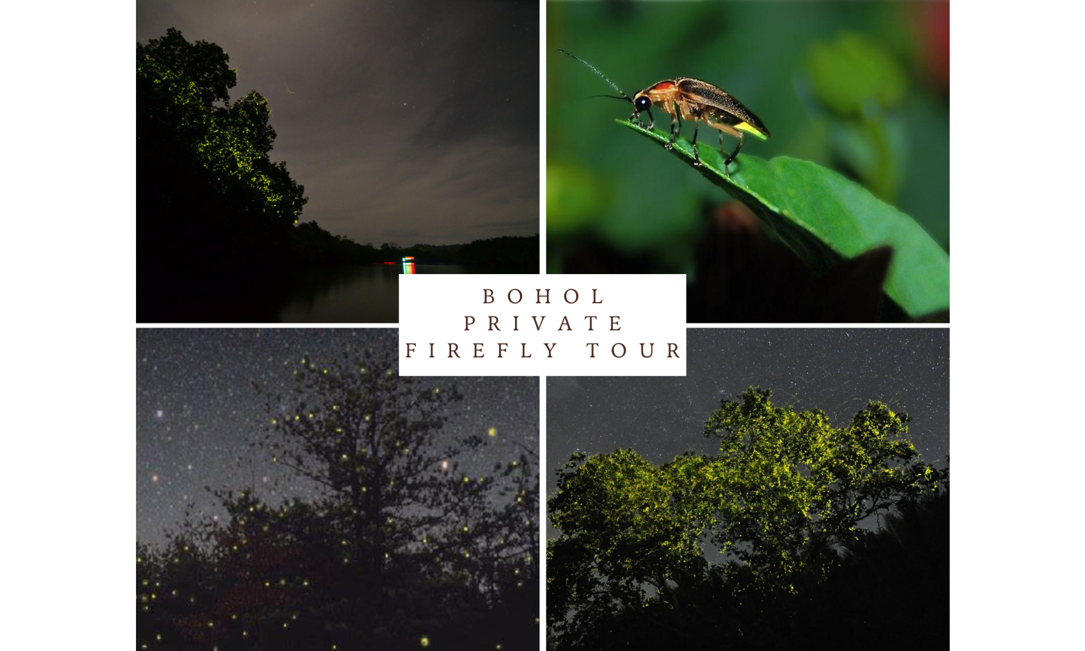 Bohol Private Firefly Tour | Bohol Transfers