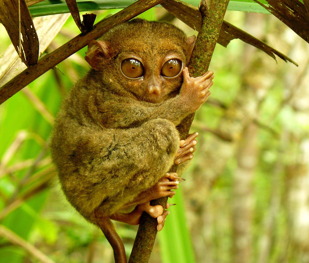 🐒 Discover the Friendly Tarsiers and Other Monkeys of Bohol with Bohol ...