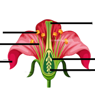 Grade 7: Blank flower diagram | 500Yard Field Trip