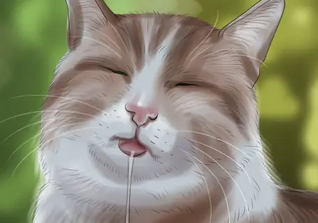 Why Is My Cat Drooling? Understanding the Causes and Solutions