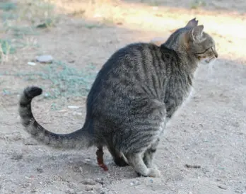 The 5 Reasons Why Your Cats’ Poop Smells So Bad