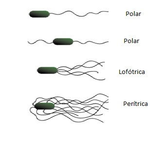 Los flagelos on emaze
