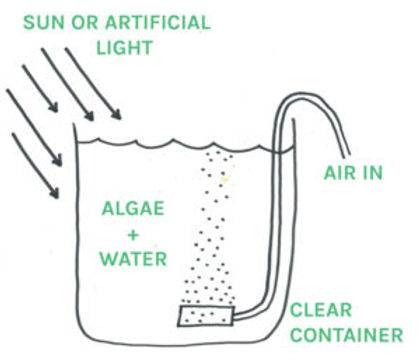 Algae Investigations Pt.1 – Carbon Dioxide