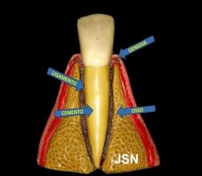 O Periodonto e a Gengiva