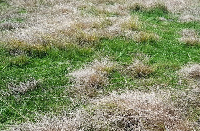 Projetos | Alianza del Pastizal