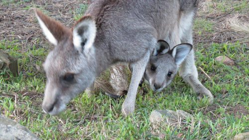 Advanced Macropod Course 2022 | Possumwood