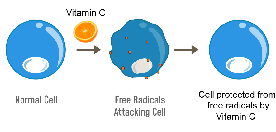 Ingredient Spotlight: Vitamin C