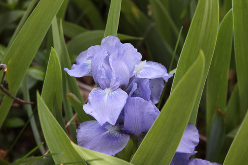 Dwarf Bearded Iris | Natick Garden Club