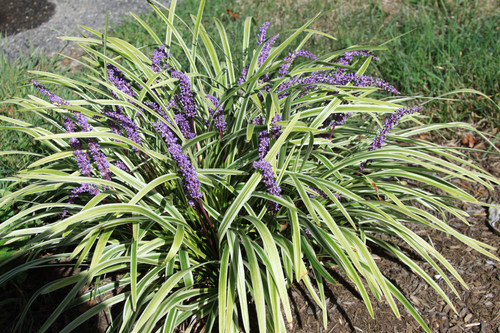 Variegated Turf Lily | Natick Garden Club