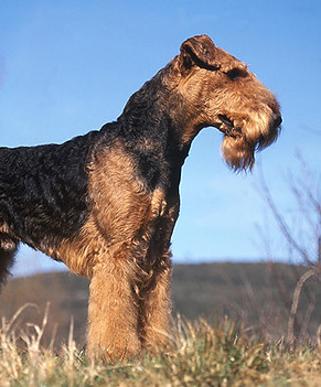 Terrier Breeds | BC All Terrier Club