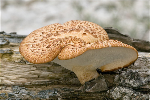 Pheasant Back | Fox Fungi
