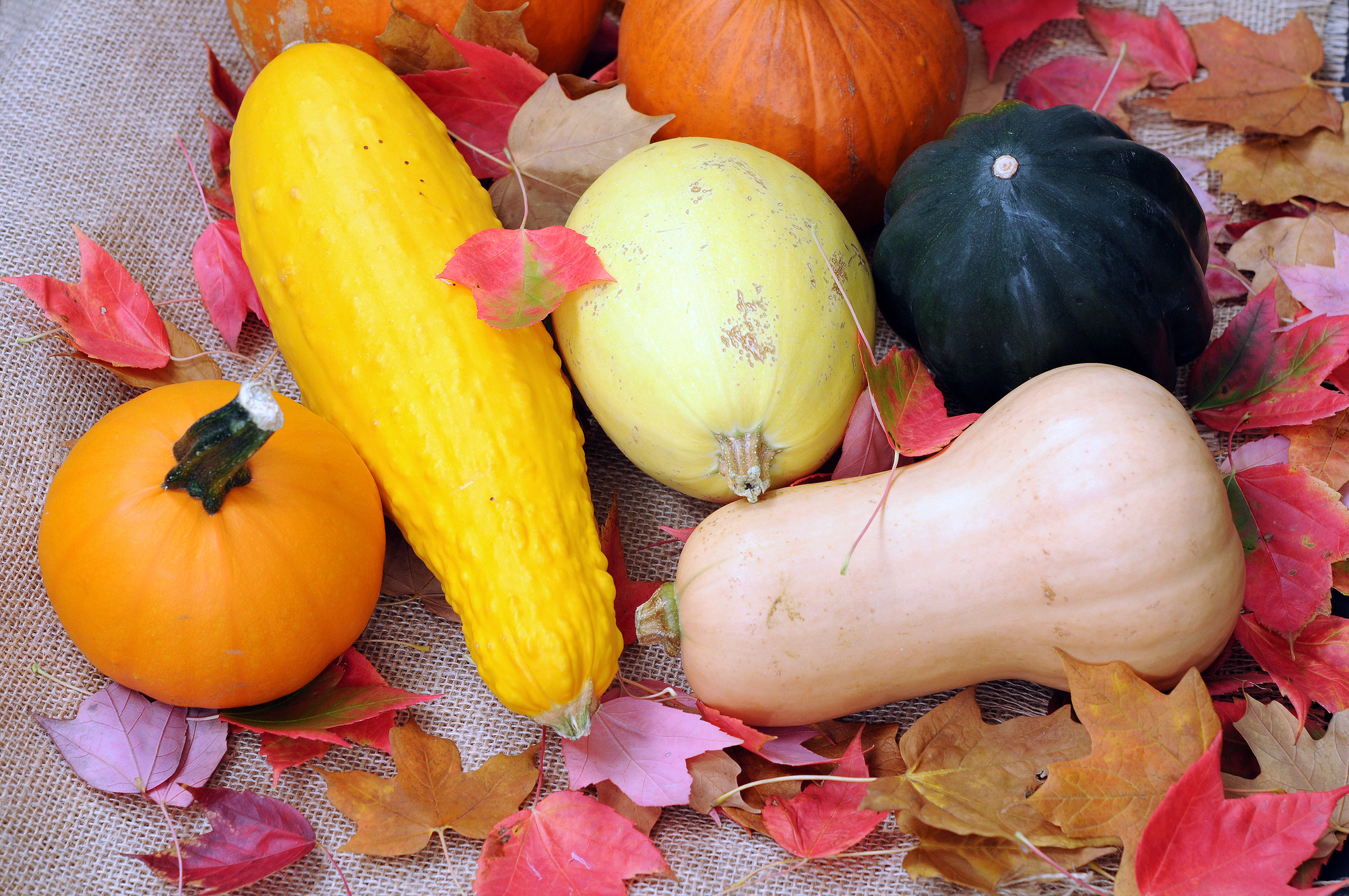 Winter Squash winter-squash