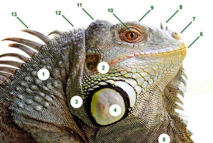 iguana head