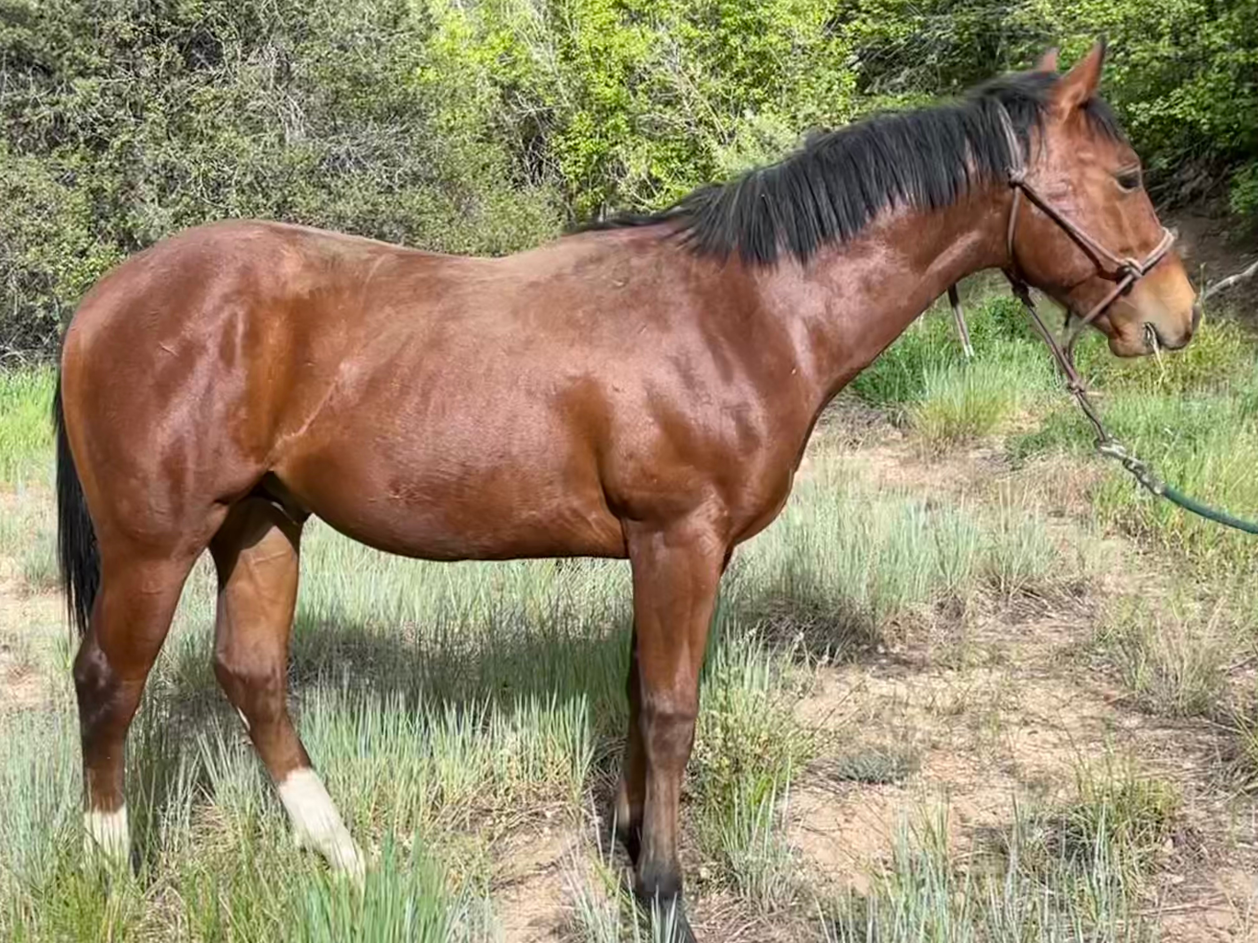 Yearling Bay Gelding (SOLD)
