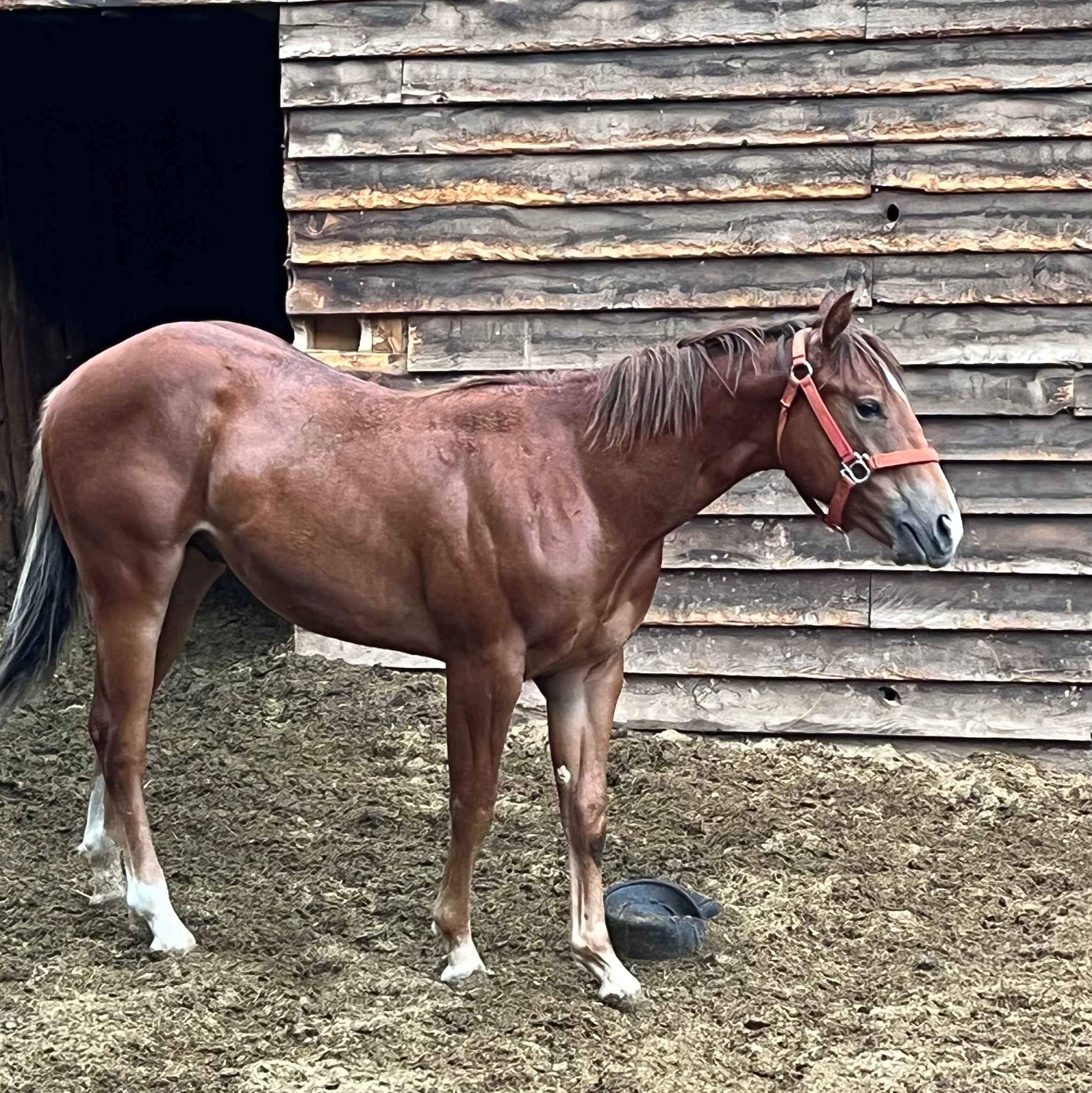 Yearling Sorrel Gelding Stud (SOLD)