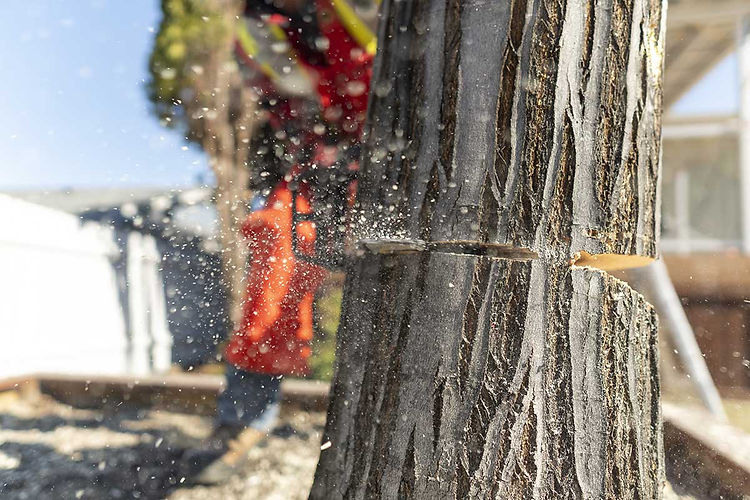 Contact | Bayside Tree