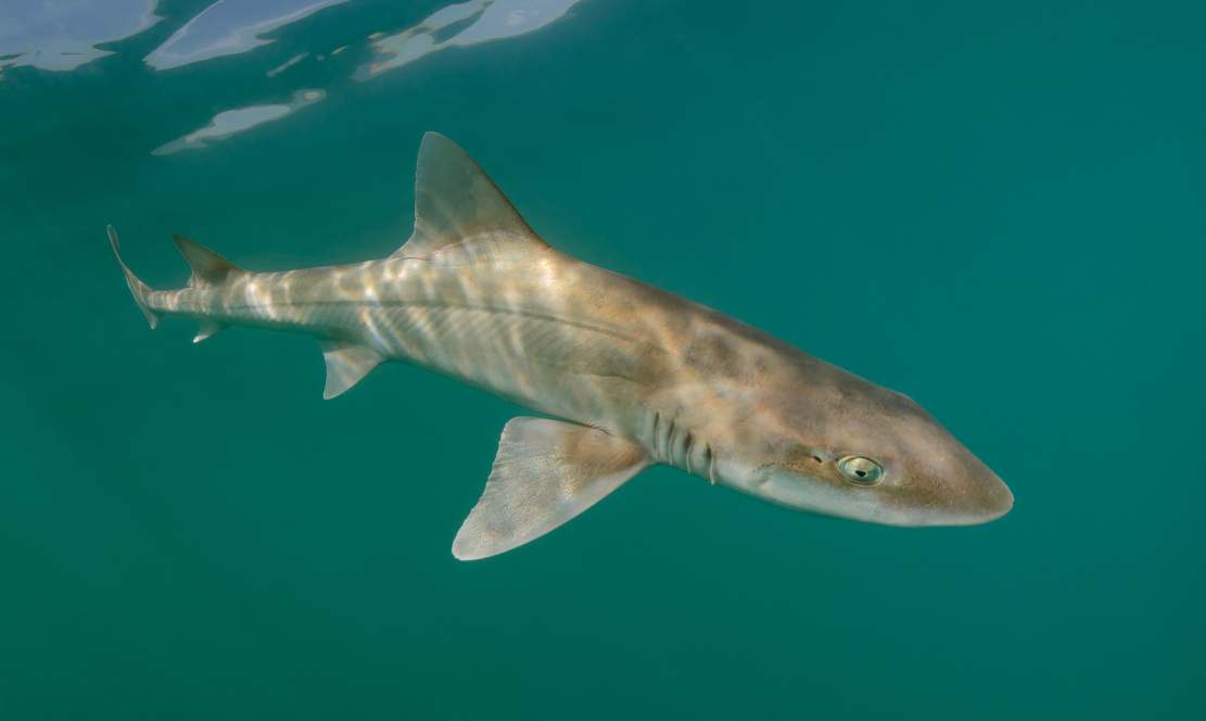 Grey Smooth Hound Shark