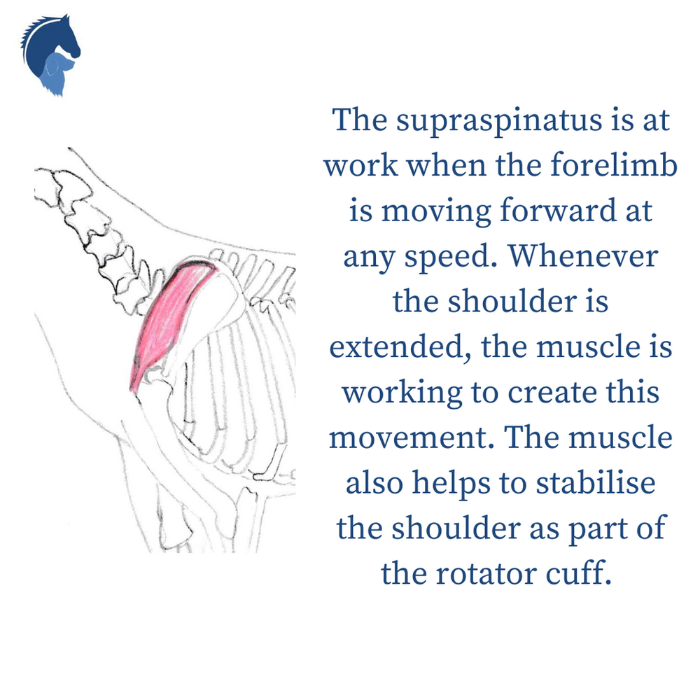 Muscle of the Month: Supraspinatus