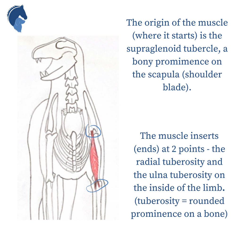 Muscle of the Month: Biceps Brachii