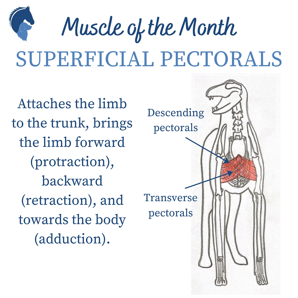 Muscle of the Month: Superficial Pectorals