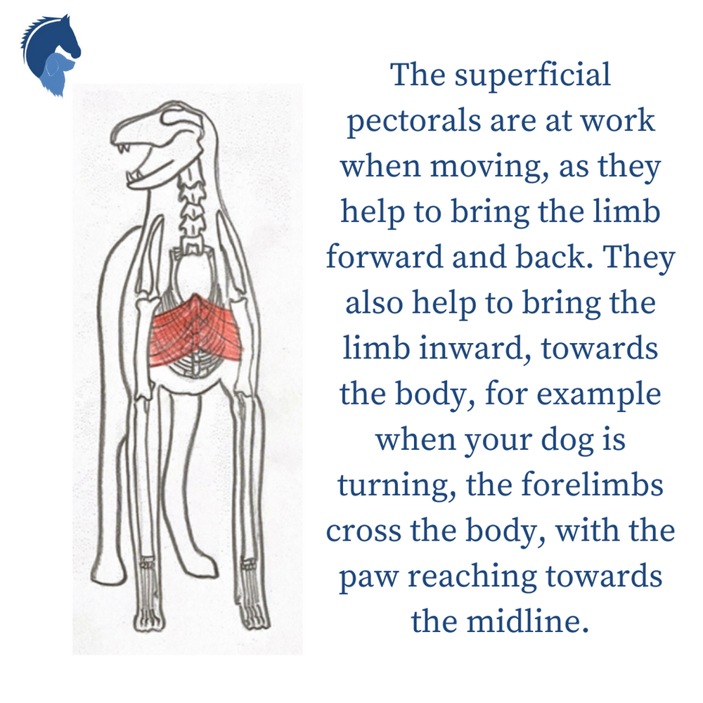 Muscle of the Month: Superficial Pectorals