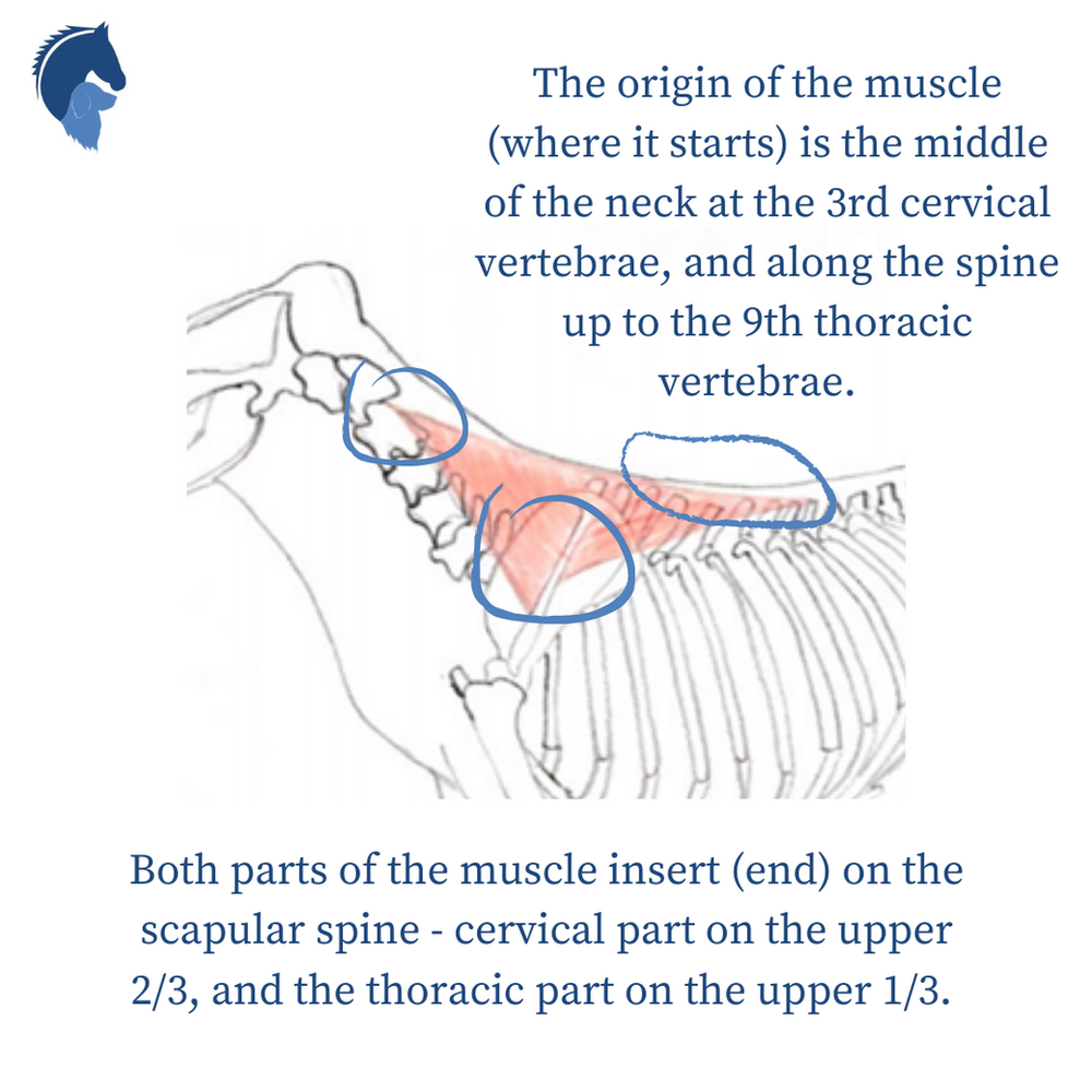 Muscle of the Month: Trapezius