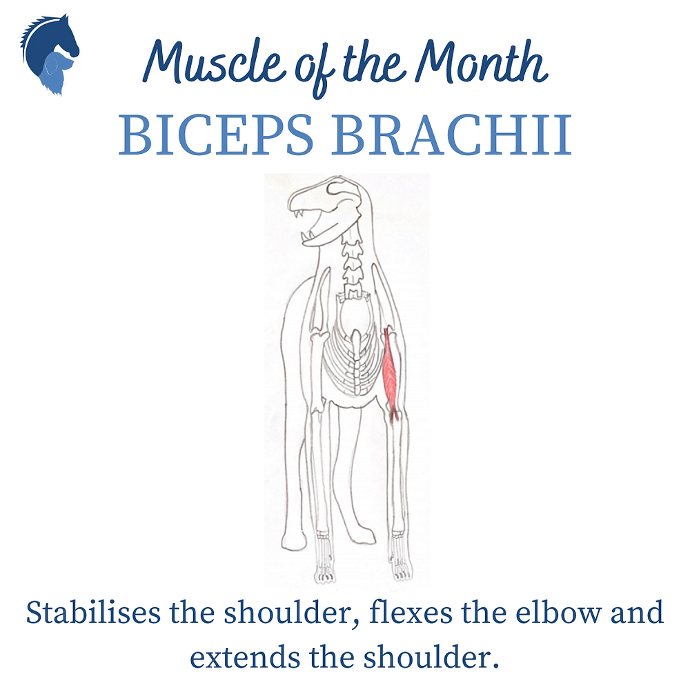 Muscle of the Month: Biceps Brachii