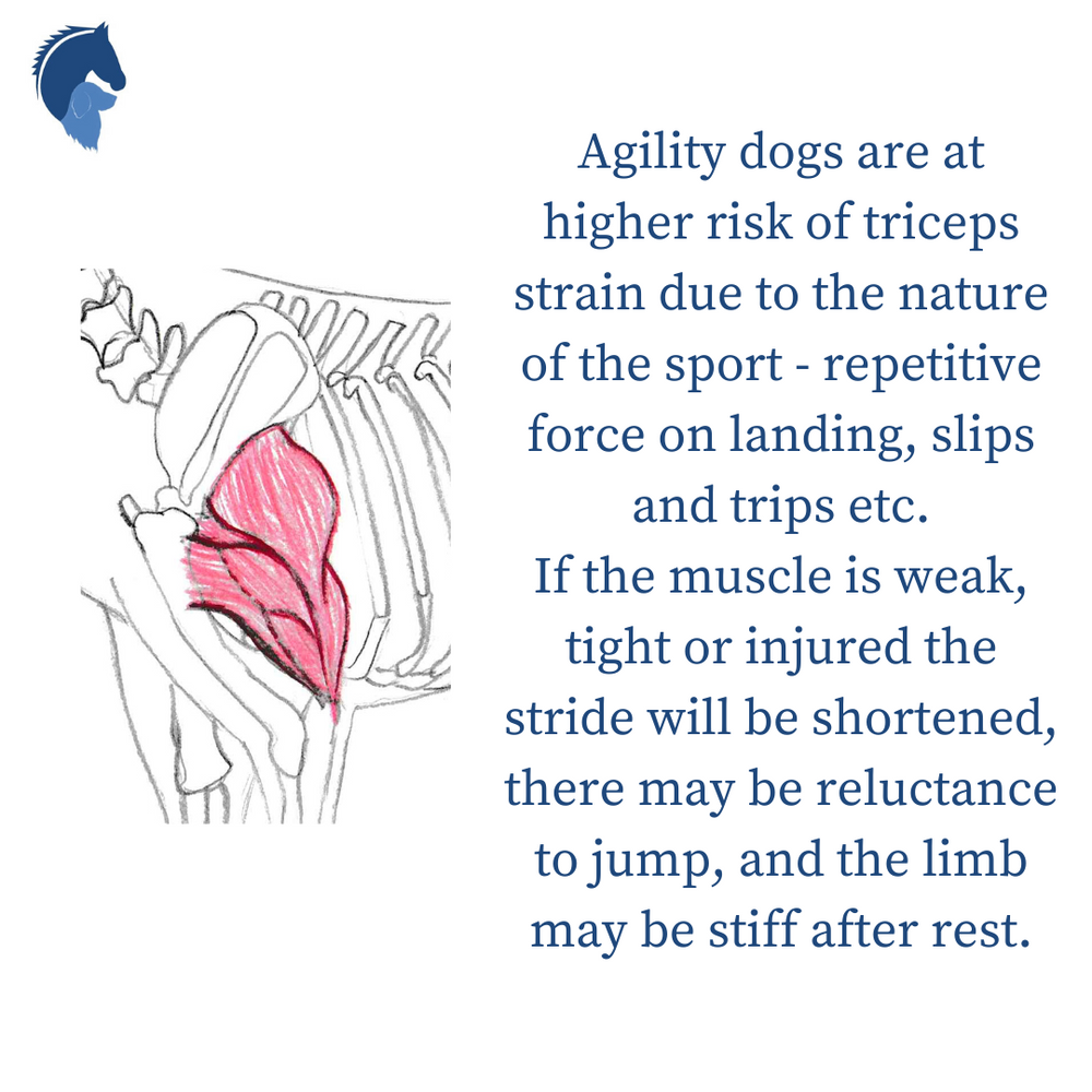 Muscle of the Month: Triceps Brachii