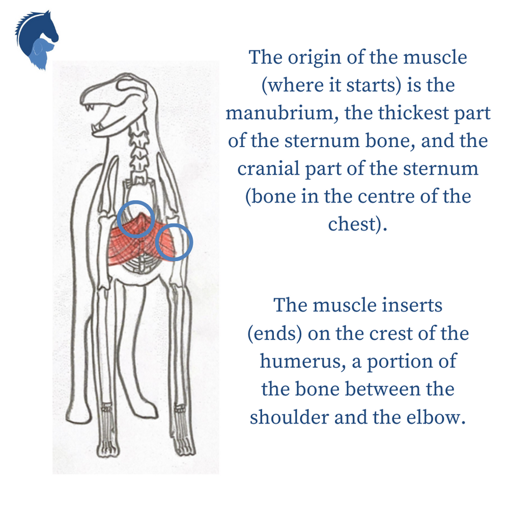 Muscle of the Month: Superficial Pectorals