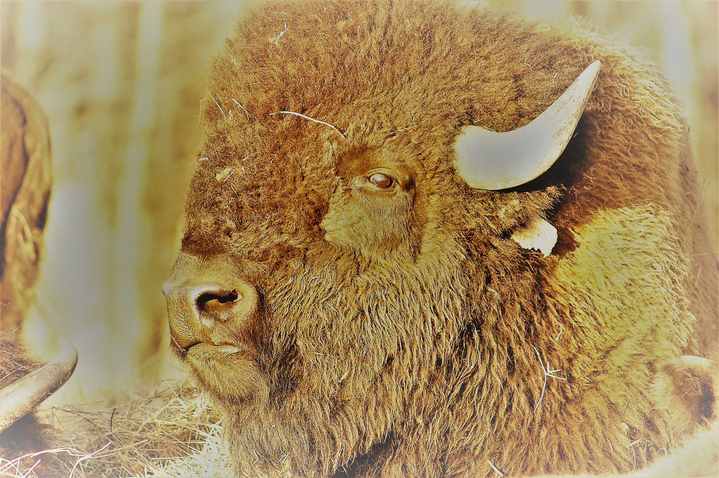 Bison Farm | Riffle Farms | West Virginia