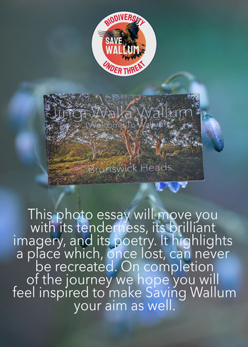 Wallum Book | Save Wallum