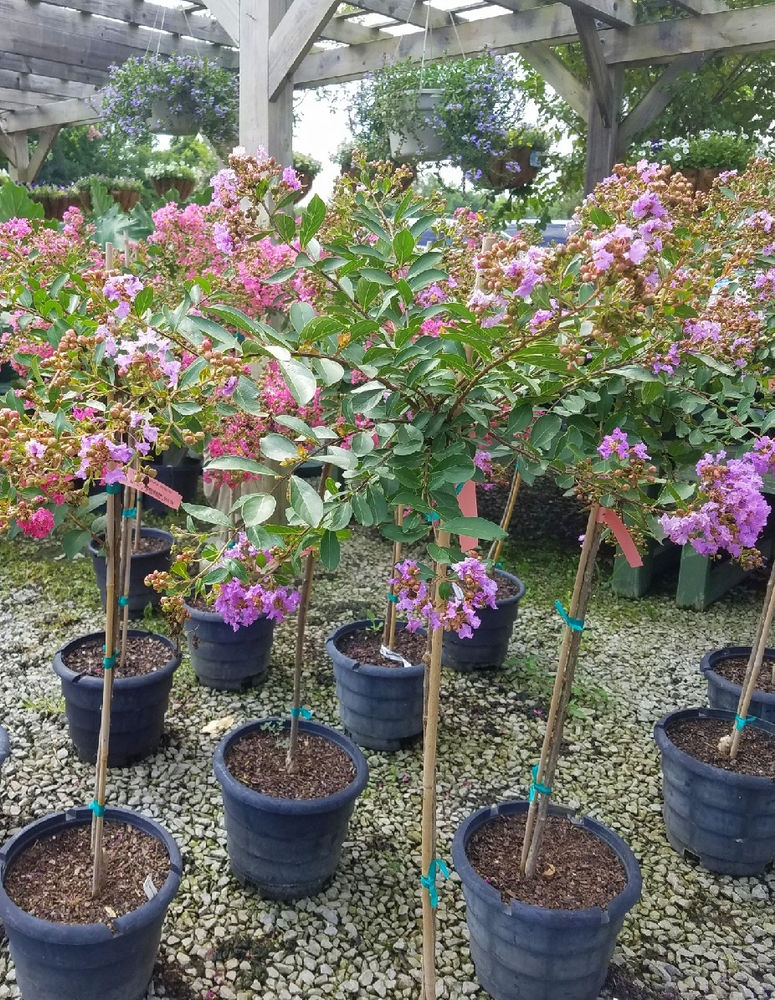 Tree-form Crape Myrtles