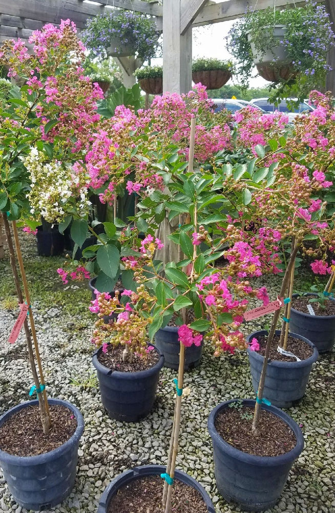 Tree-form Crape Myrtles