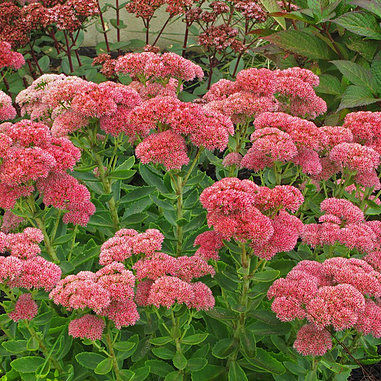 18 Perfect Perennials for Growing in Zones 6b/7a