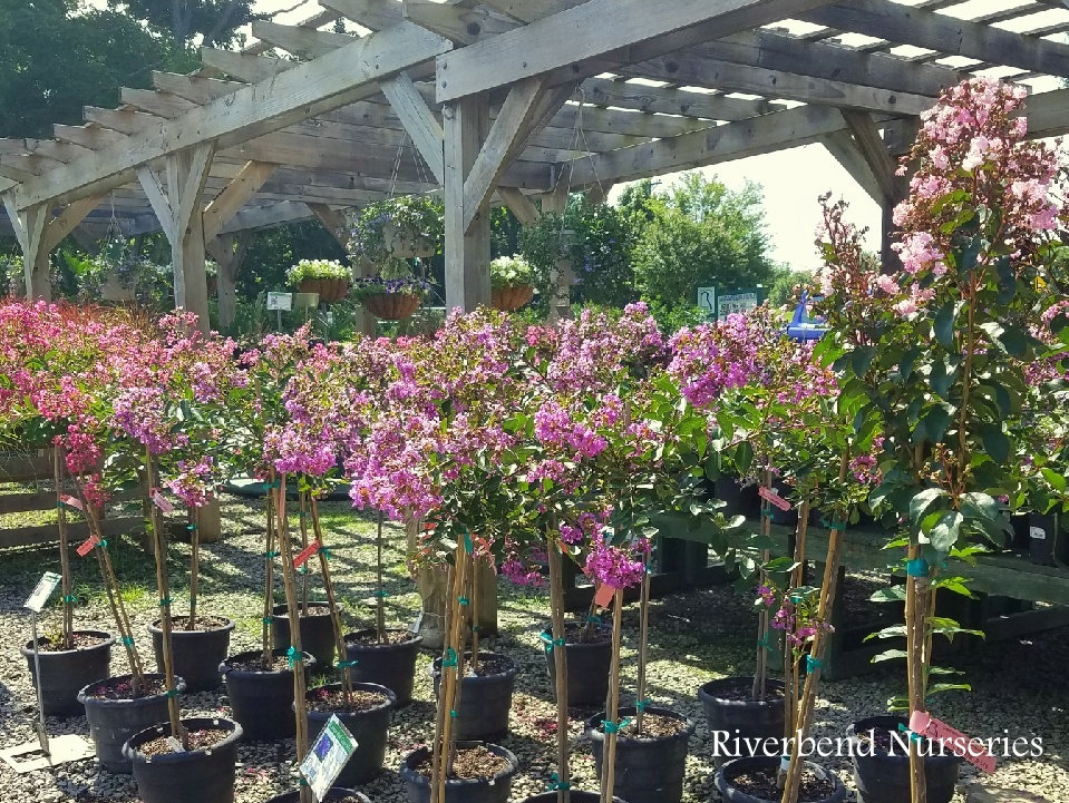 Tree-form Crape Myrtles