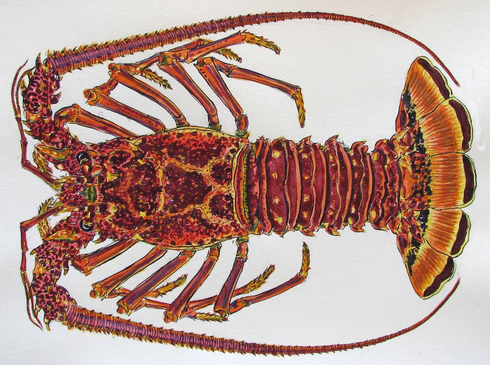 Crawfish Season Bahamas: Things you should know.