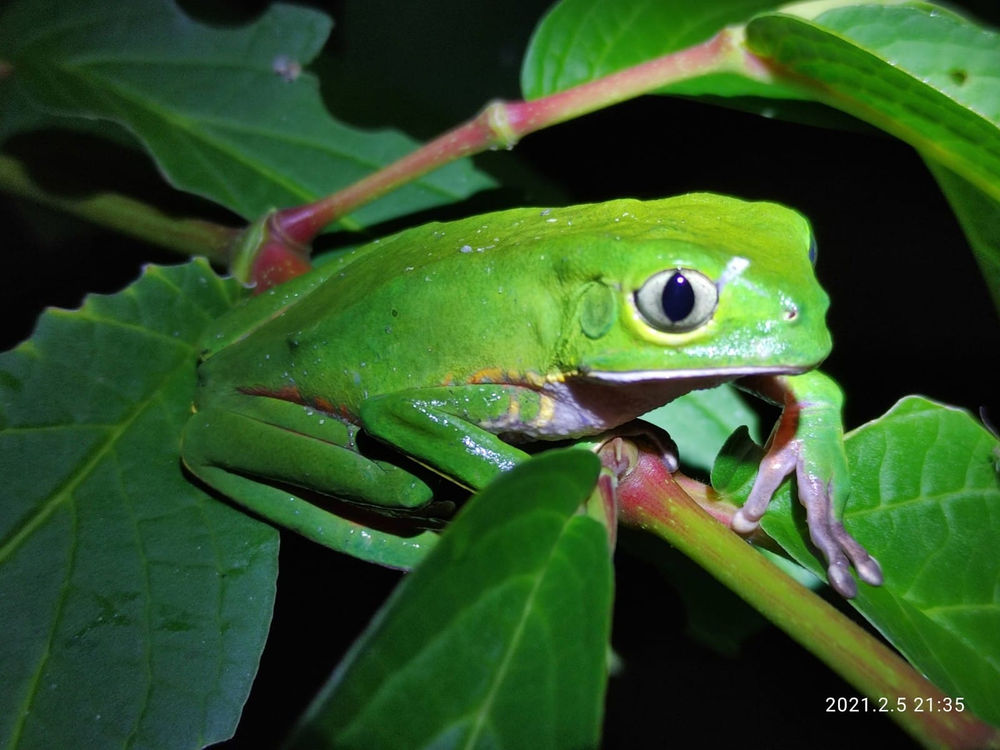 Monitoramento de Fauna e sua importância prática